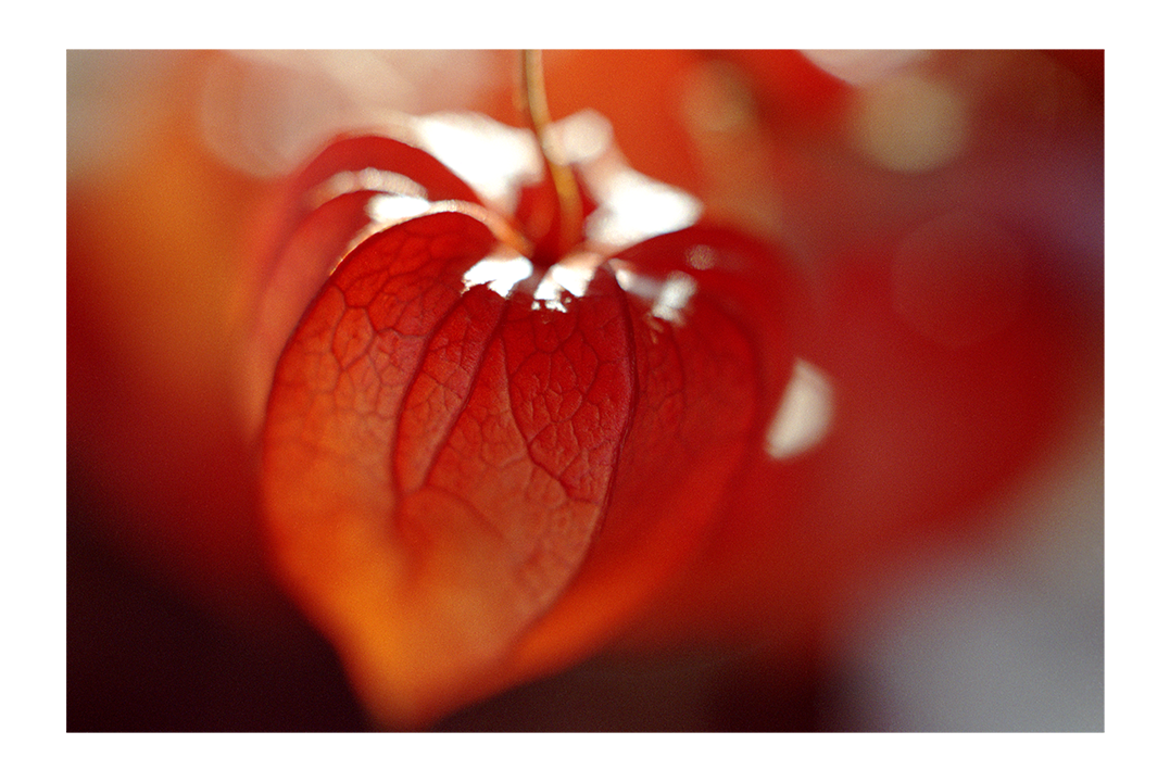 Throwback Friday #128 ‘Physalis’ – Red's Kingdom