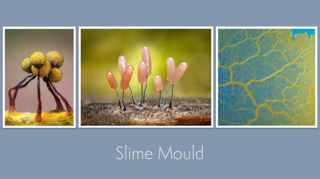 The Kick-About No. 106: Artworks Inspired by Fascinating Slime Mould
